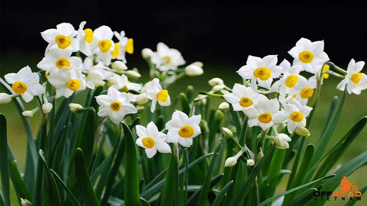 The Legend Of The Narcissus - Offroad Vietnam Motorbike Tour